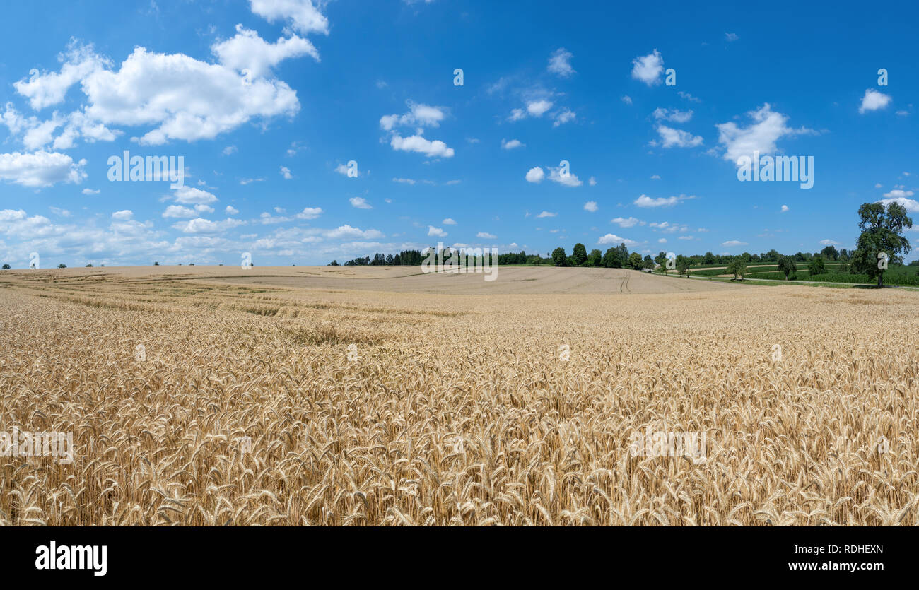 Large ripe rye field Stock Photo - Alamy
