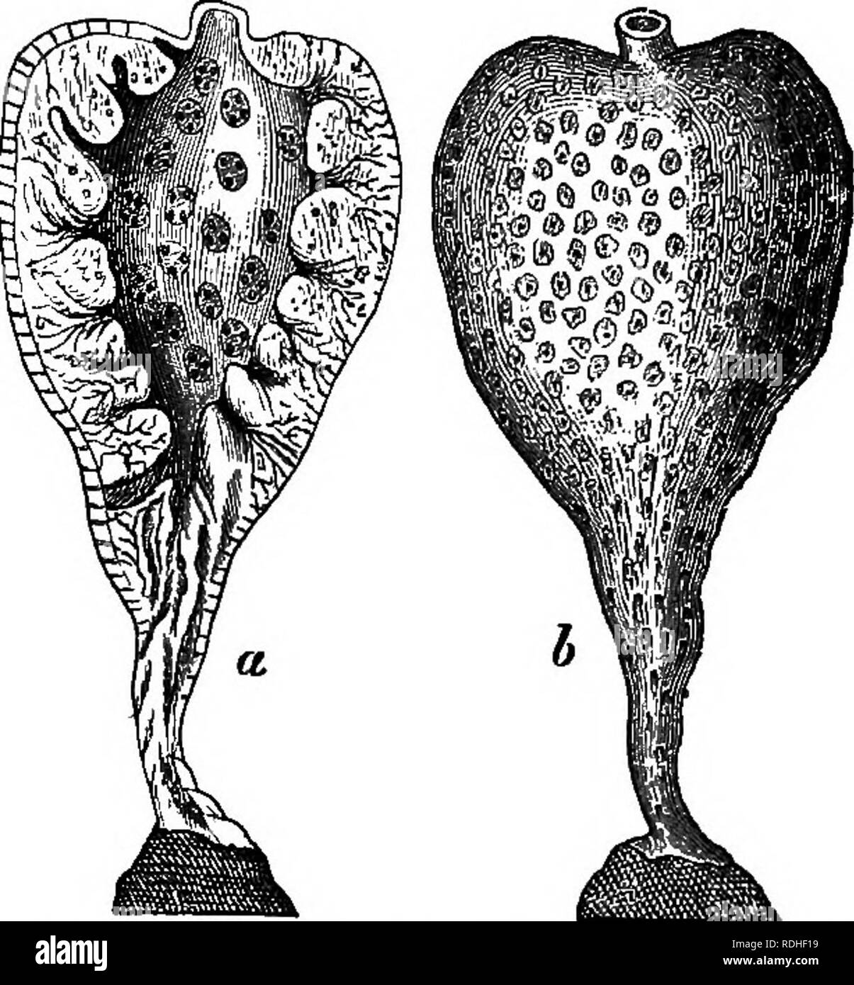 Organisms habitats Cut Out Stock Images & Pictures - Alamy