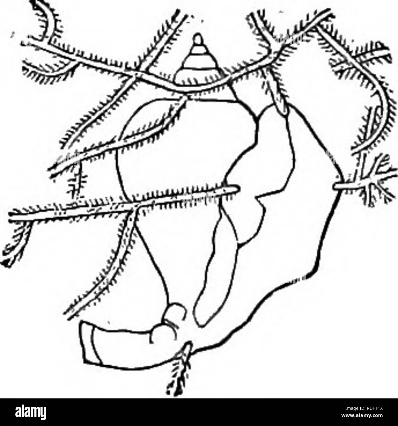 Commensalism Drawing