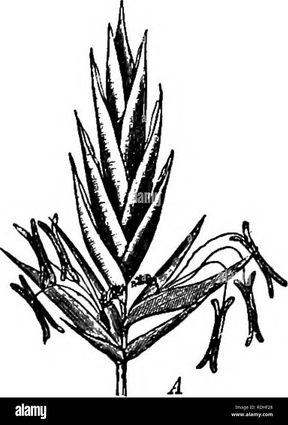 Pollination by wind Cut Out Stock Images & Pictures - Alamy