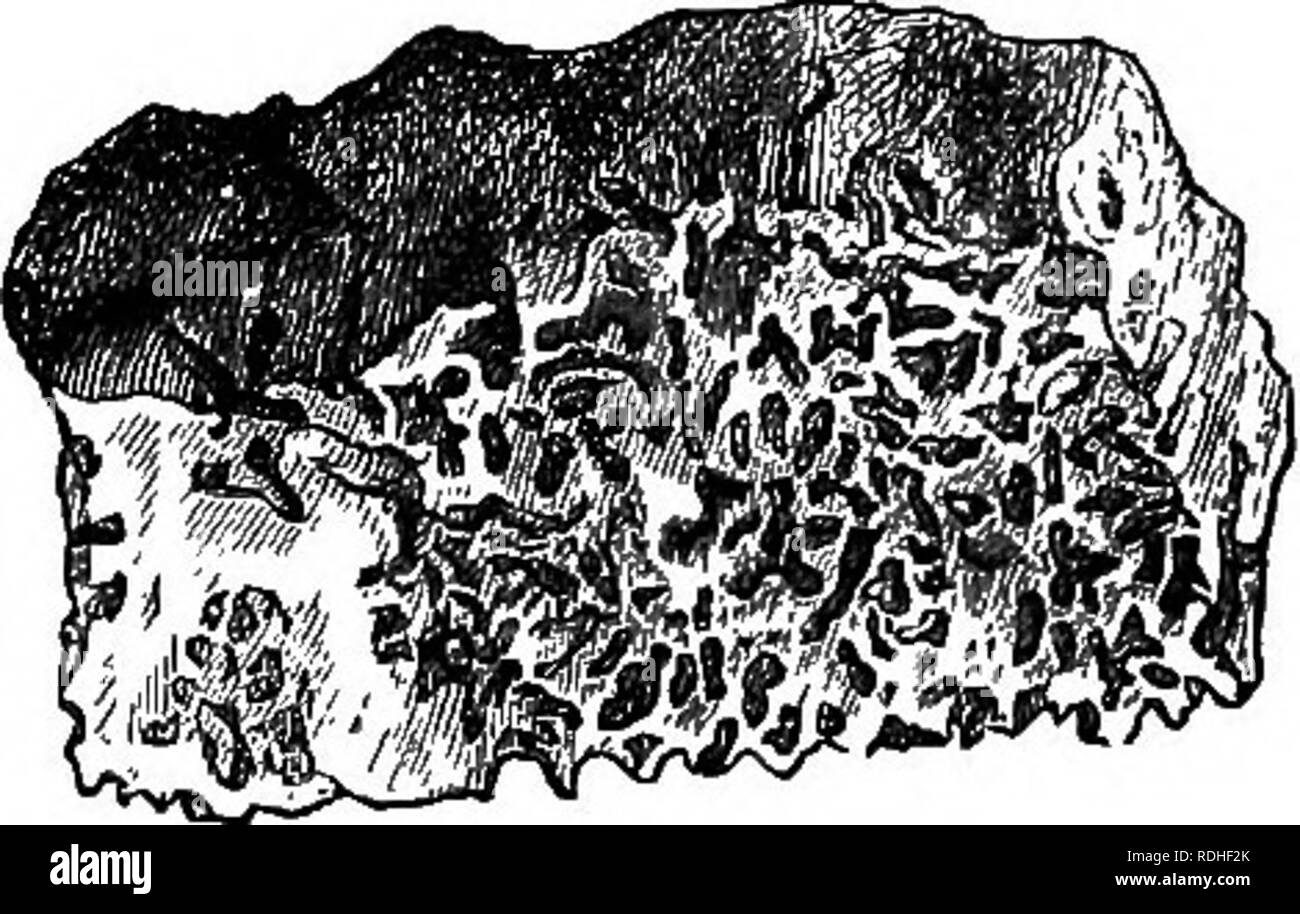 Limnoria Terebrans High Resolution Stock Photography and Images - Alamy