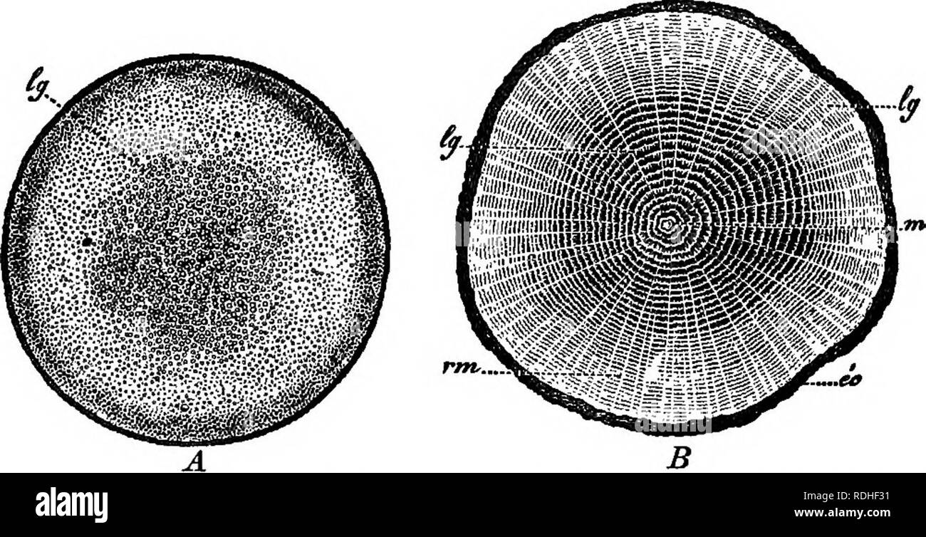 . The essentials of botany. Botany. 340 BOTANY. they soon become ...