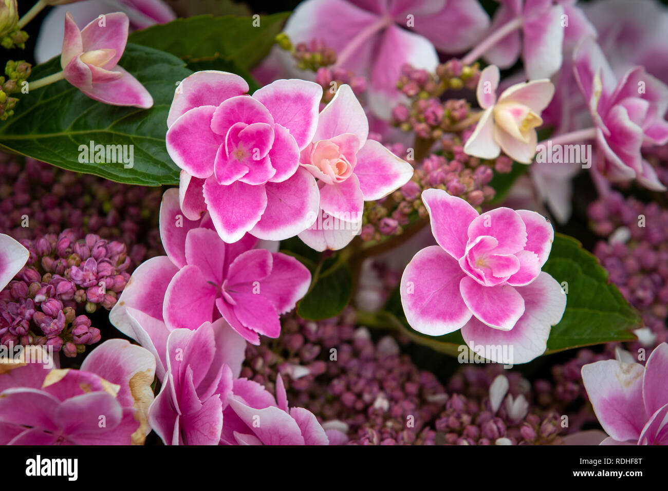 Hydrangea stargazer in full flower close up Stock Photo - Alamy