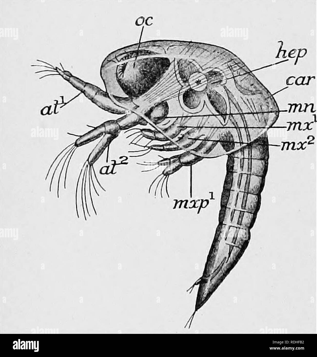 Copepodid Black and White Stock Photos & Images - Alamy