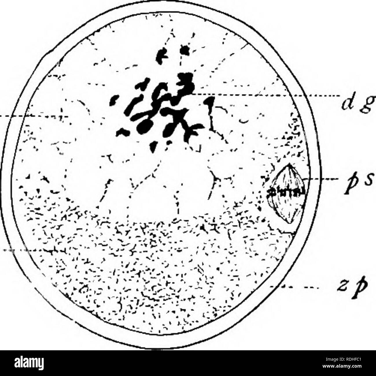 . The biology of twins (mammals) . Twins. 34 THE BIOLOGY OF TWINS If ...