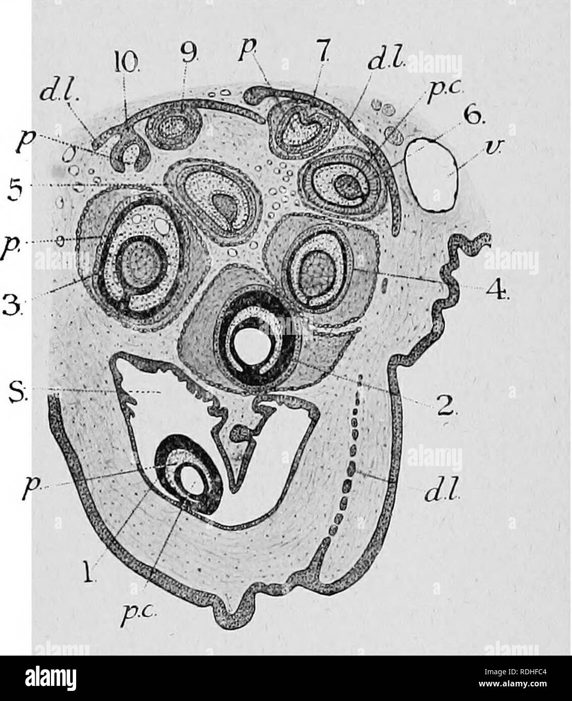 Two rows of teeth Black and White Stock Photos & Images - Alamy