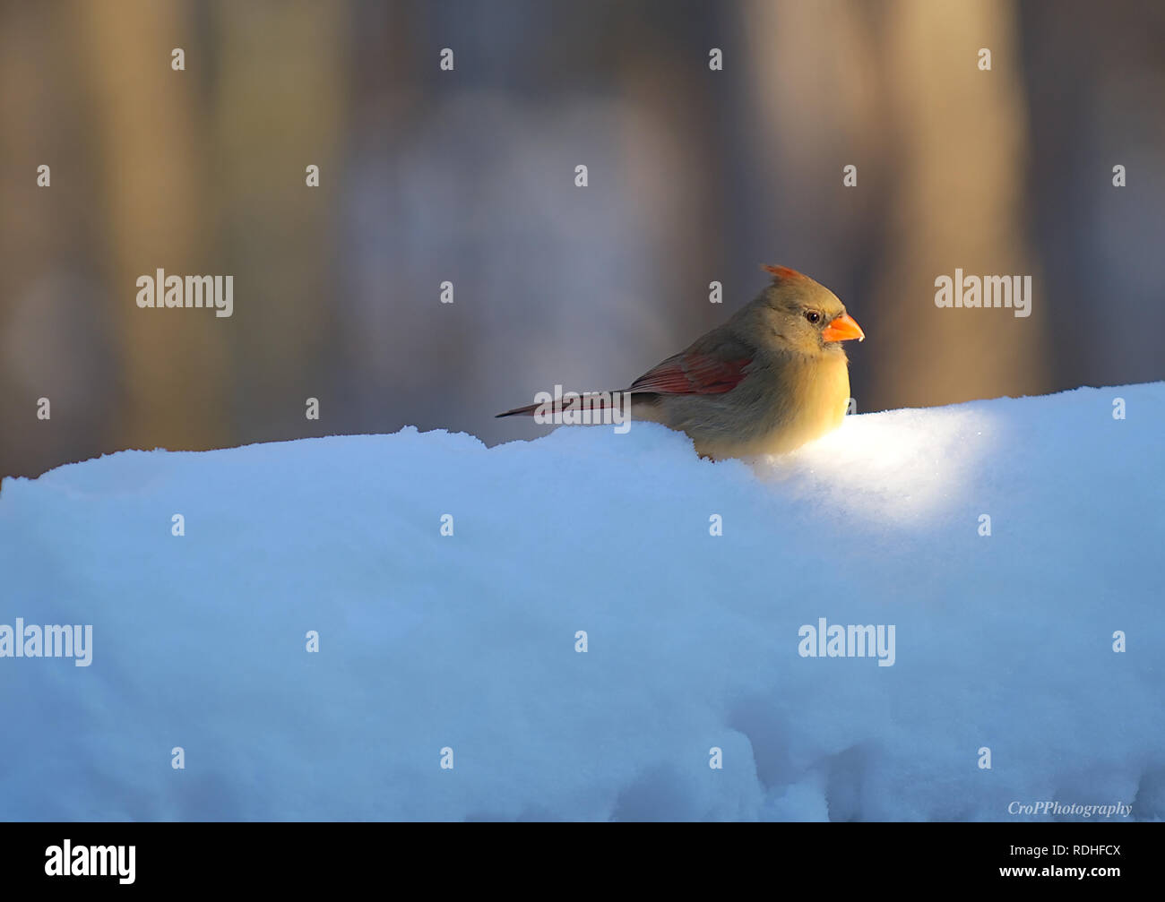 White snow red cardinal hi-res stock photography and images - Alamy