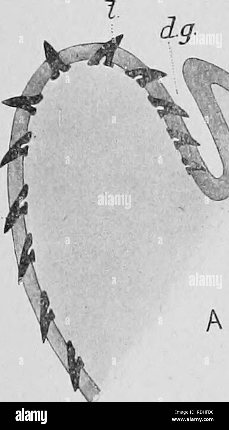 . Text-book of embryology. Embryology. v THE TEETH 327 lips meet (6) so ...