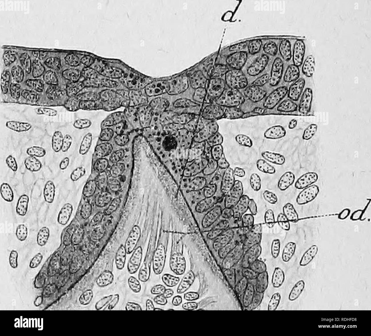 Gymnophiona hi-res stock photography and images - Alamy