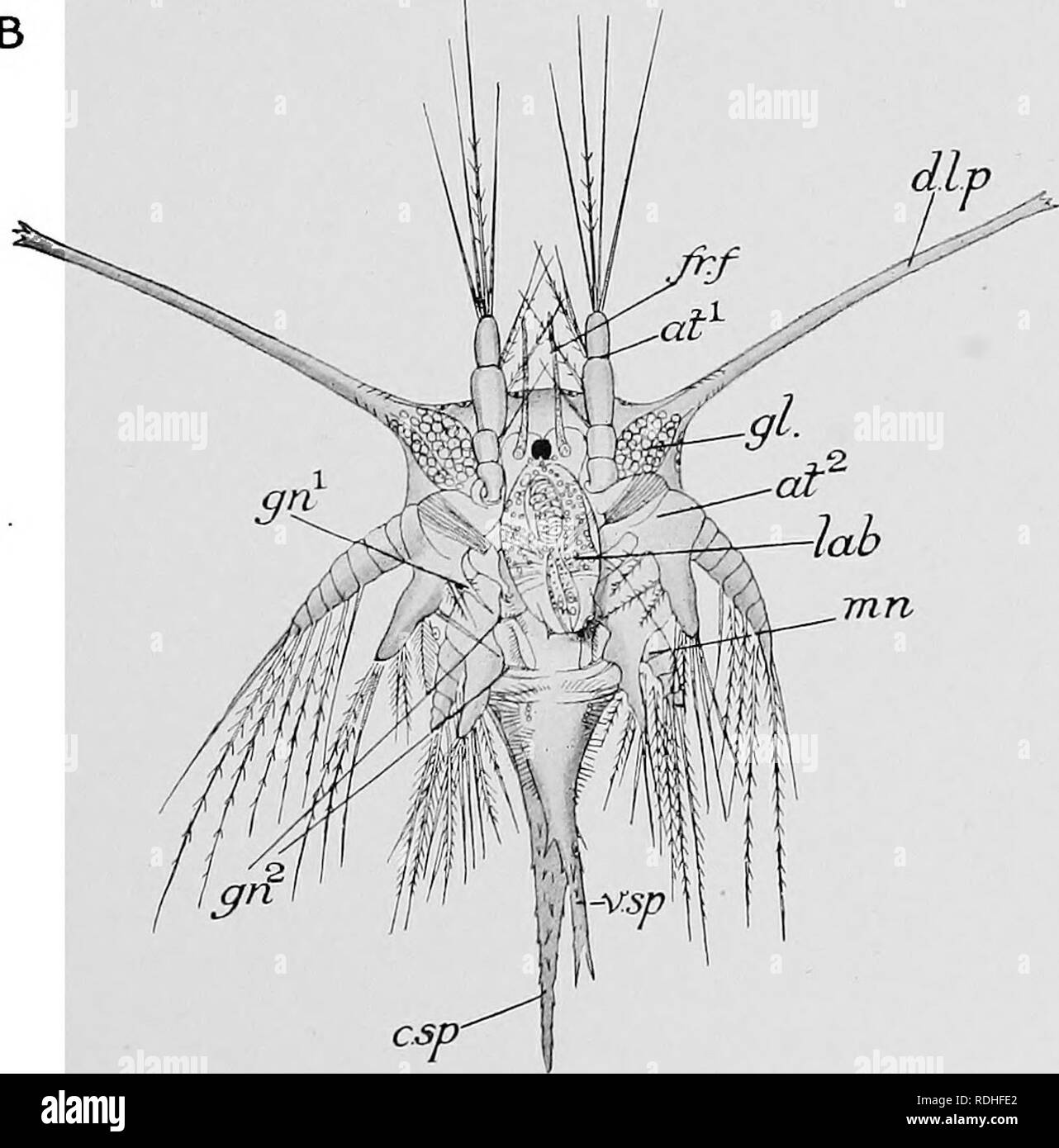 Barnacle Nauplius Larvae