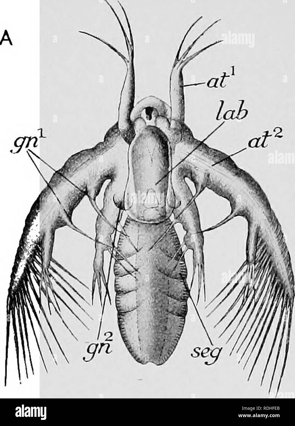 . Text-book of embryology. Embryology. VIII AETHKOPODA 199 converted ...