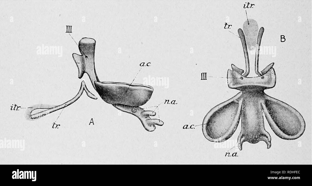 . Text-book of embryology. Embryology. 316 EMBRYOLOGY OF THE LOWEE ...