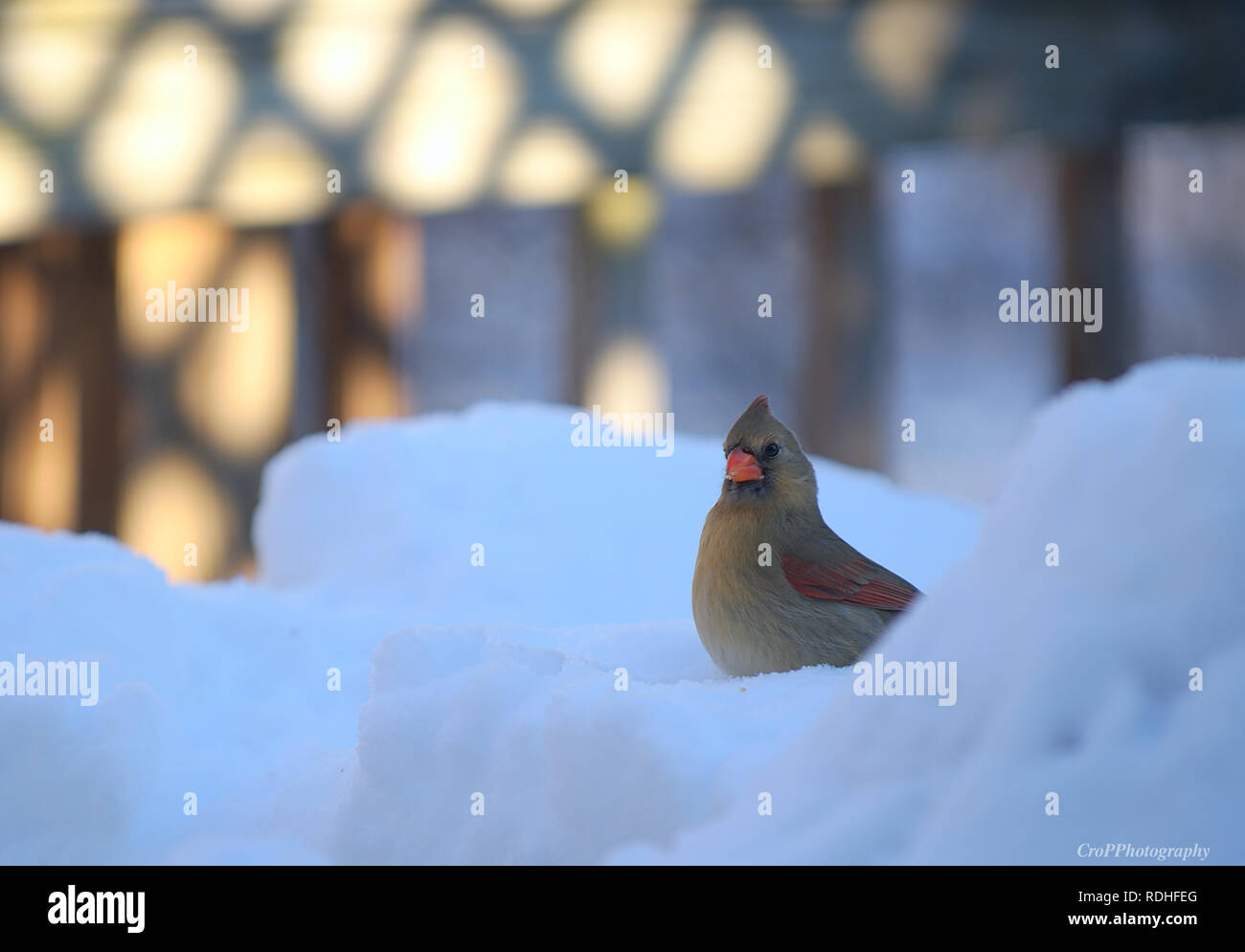 Female Northern Cardinal in snow Stock Photo - Alamy