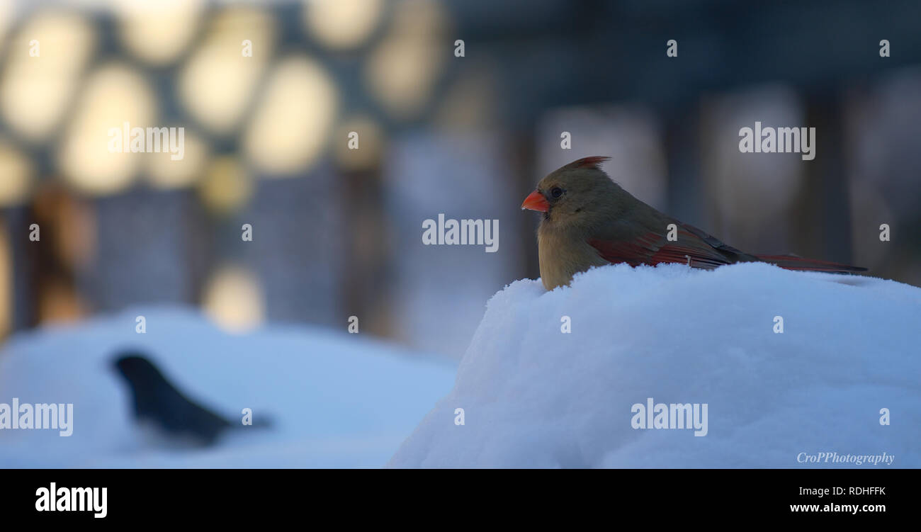 Female Northern Cardinal in snow Stock Photo - Alamy