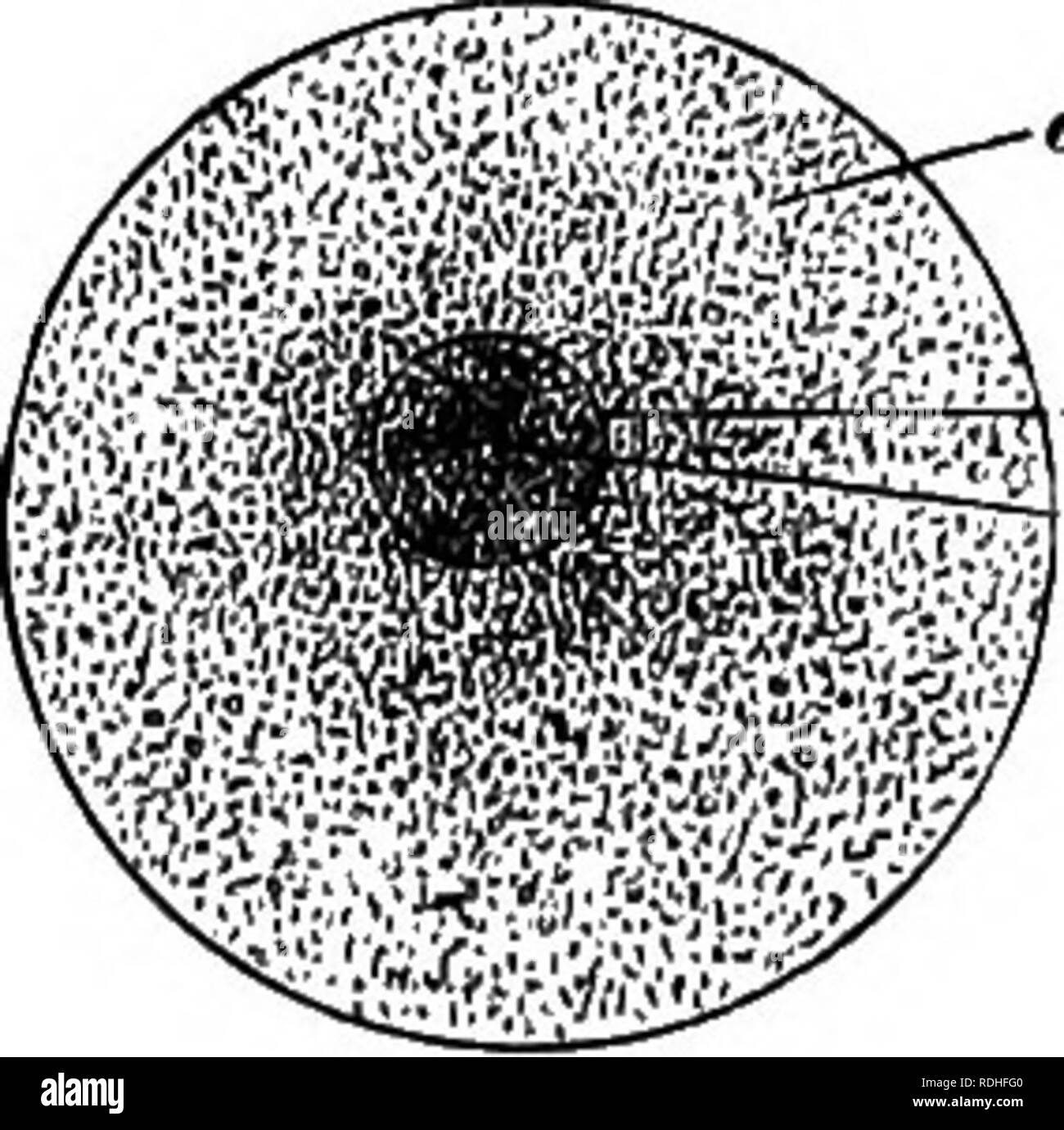 . The elements of embryology . Embryology. I-J THE OVARIAN OVUM. 13 The ...