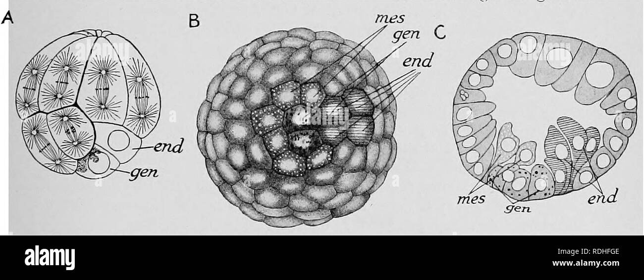 Cladoceran egg hi-res stock photography and images - Alamy