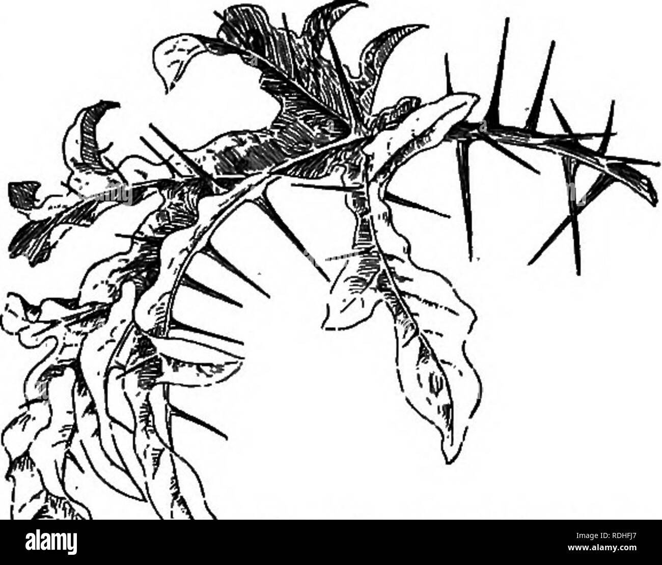 Thorn Clipart Black And White