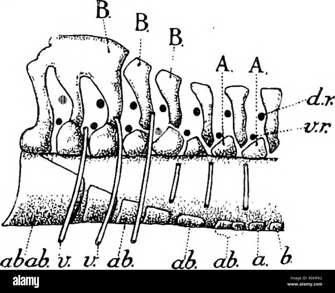 . Text-book of embryology. Embryology. HAEMAL ARCHES 297 In various ...