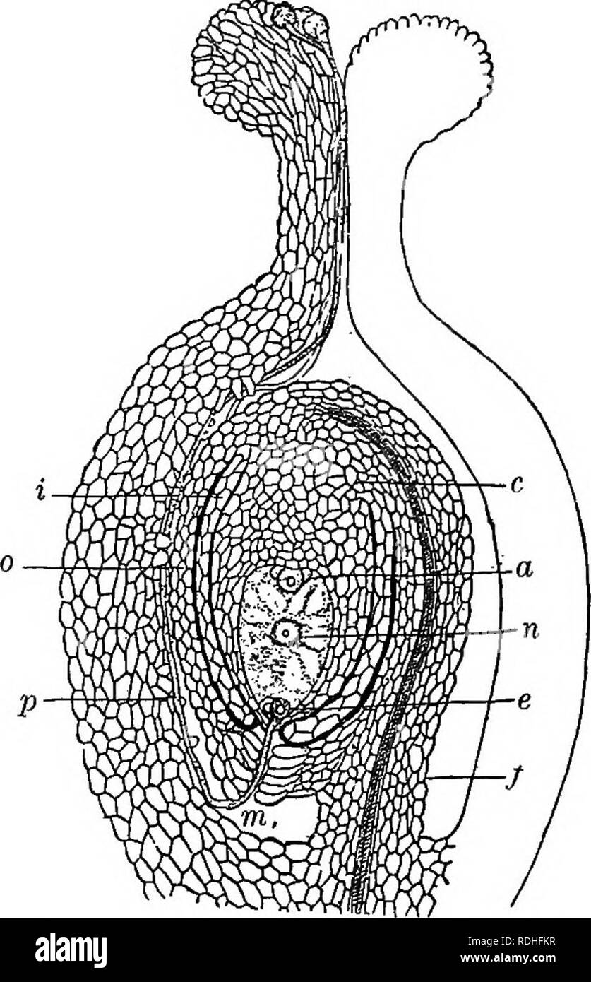 . Foundations of botany. Botany; Botany. FERTILIZATION 215 the ovule m ...