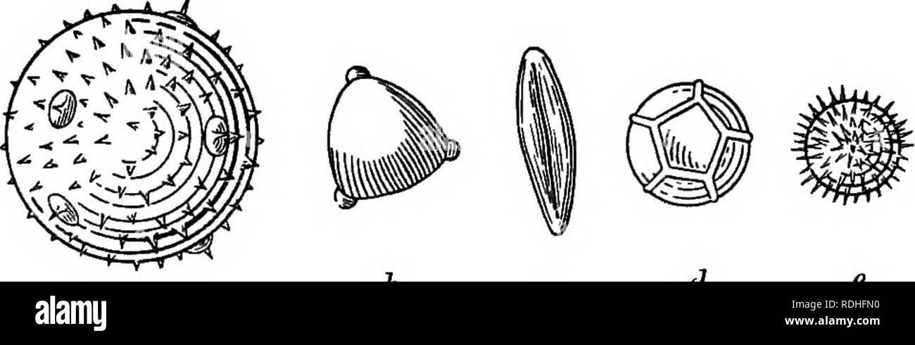 Hibiscus pollen grains hi-res stock photography and images - Alamy