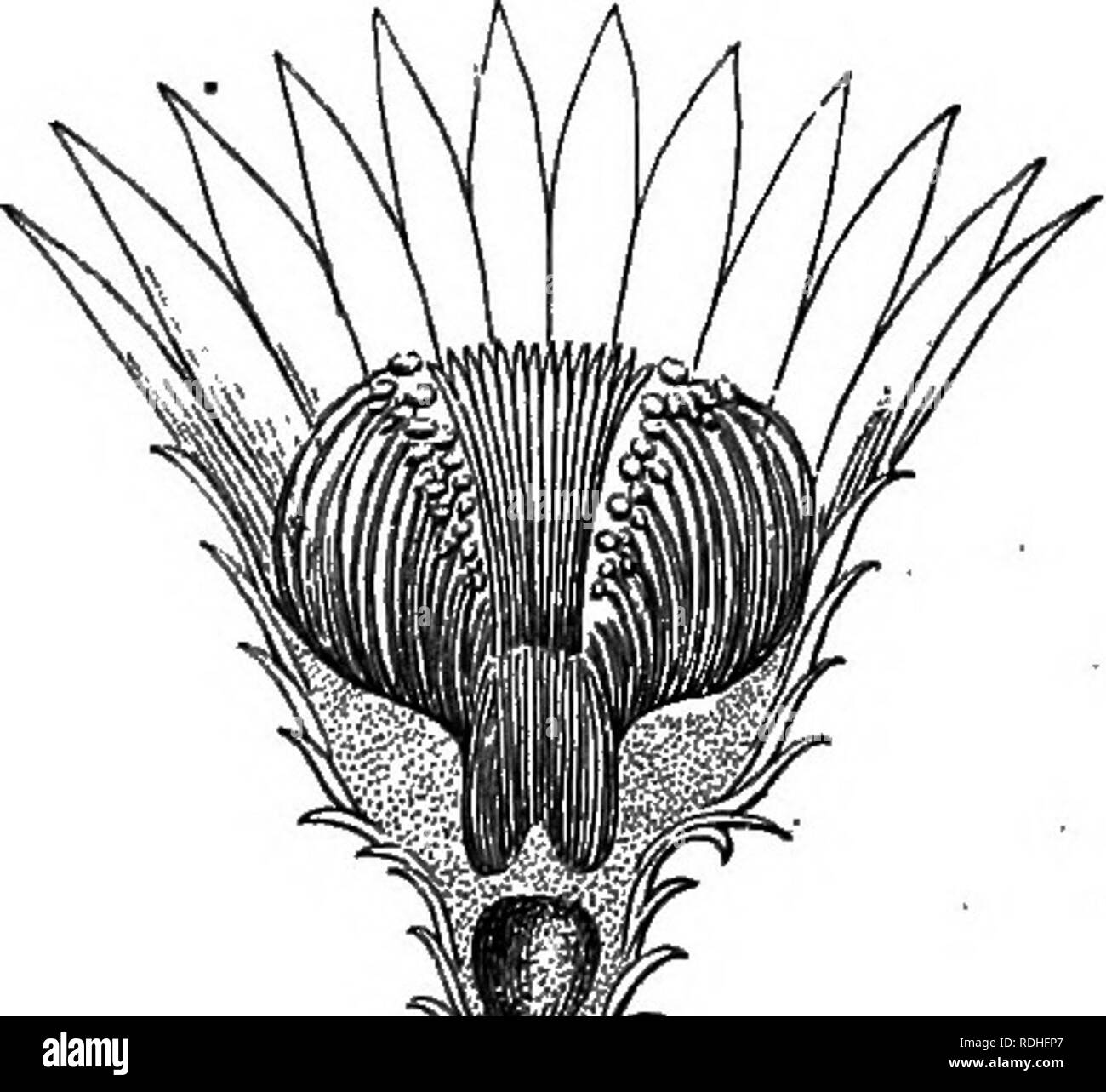 Cactus buds Black and White Stock Photos & Images - Alamy