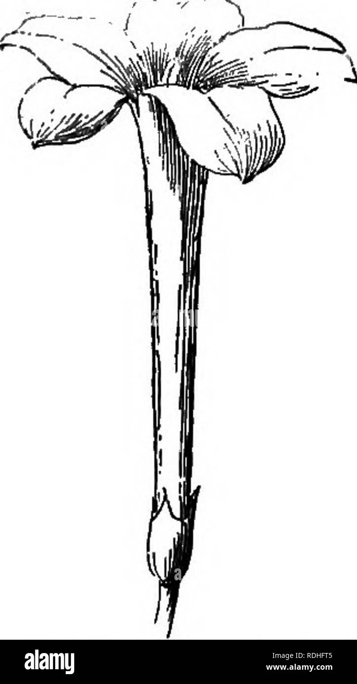 Monadelphous group hi-res stock photography and images - Alamy