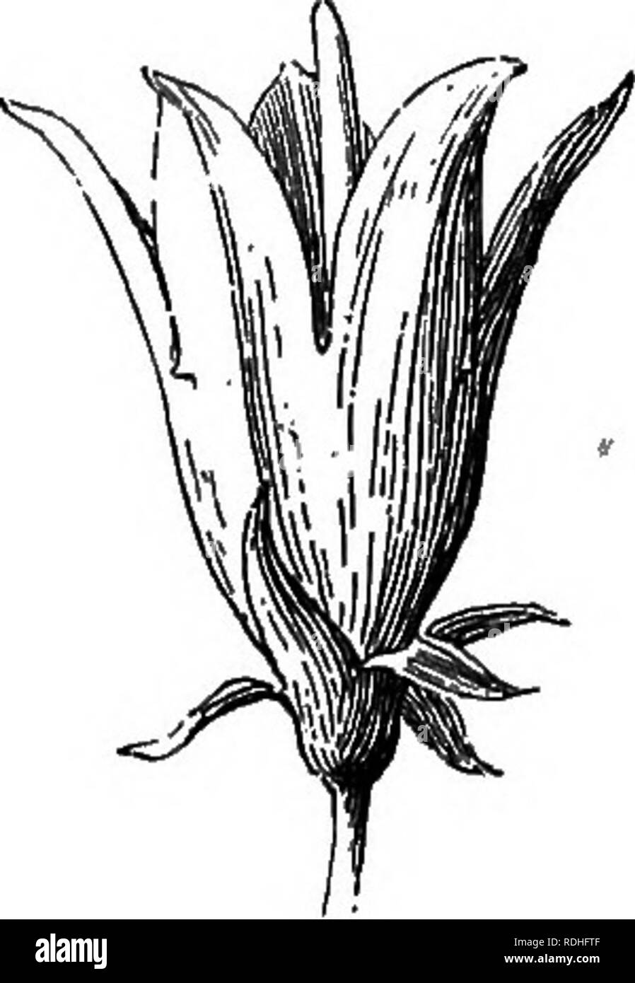 Monadelphous group hi-res stock photography and images - Alamy