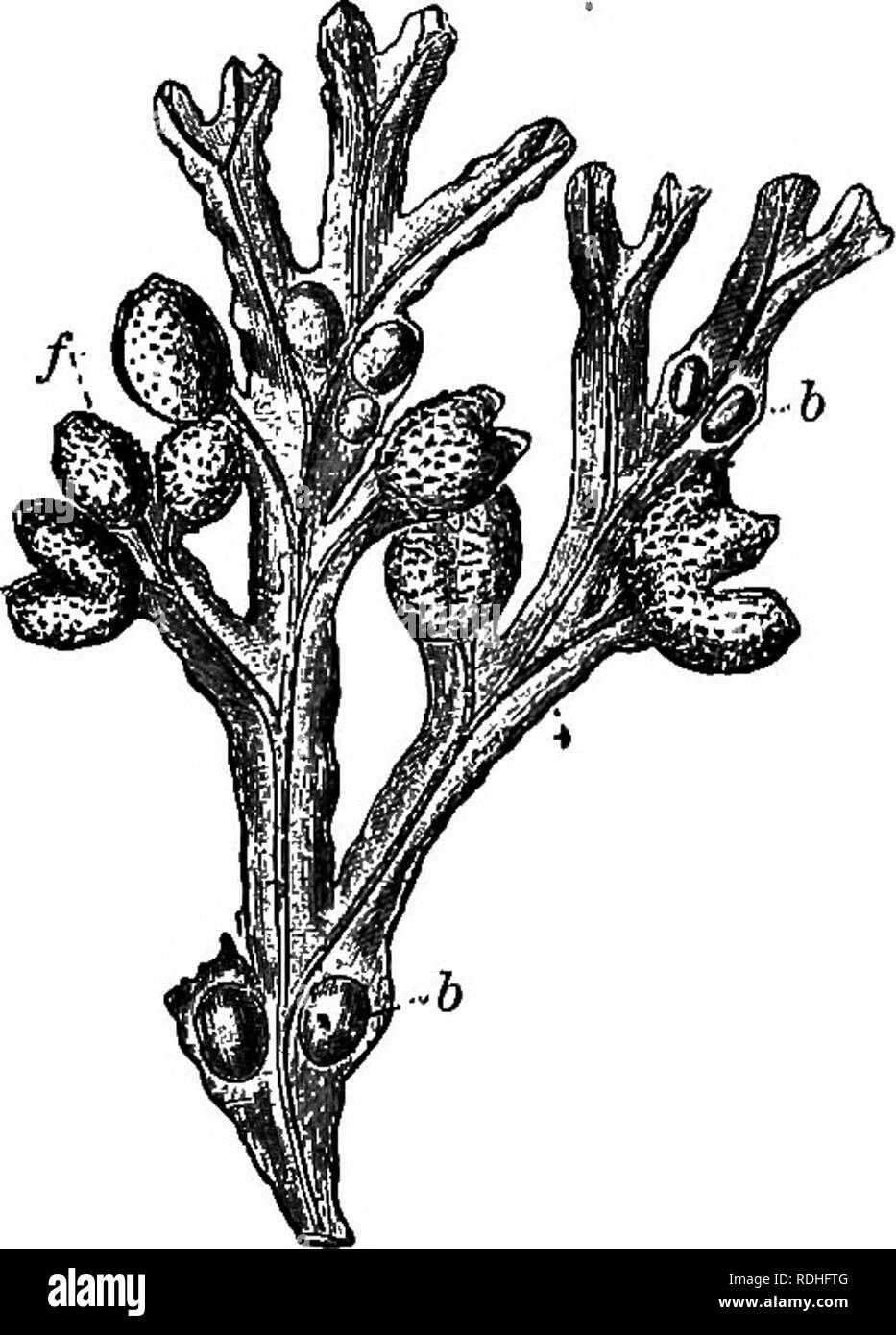 . Elements of botany. Botany; Botany. SOME TYPES OP PLOWERLESS pLANTS ...