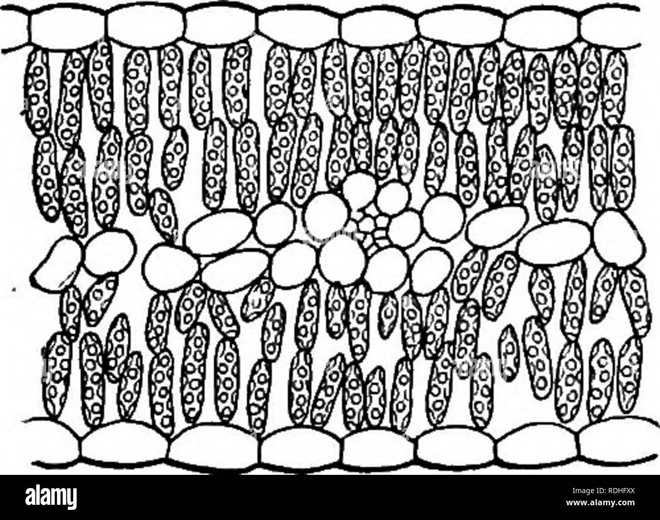 Frederic edward clements Black and White Stock Photos & Images - Alamy