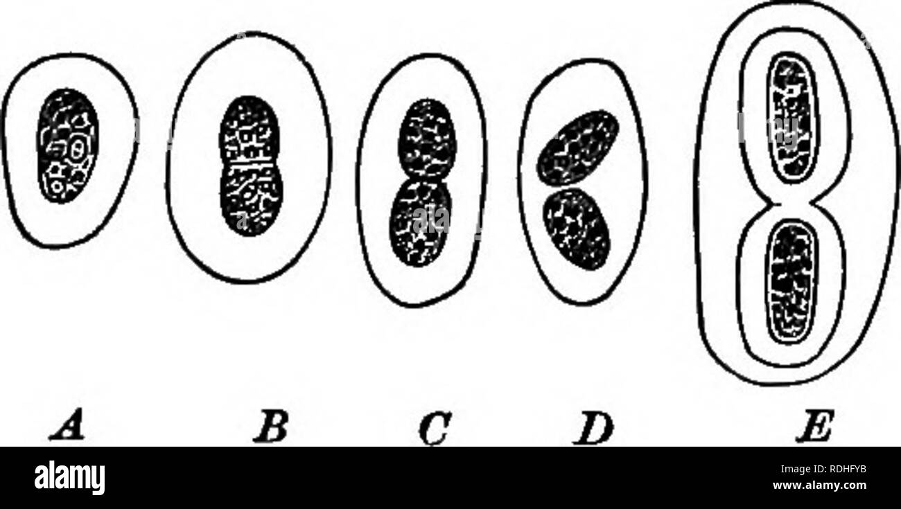 Largest cell Black and White Stock Photos & Images - Alamy