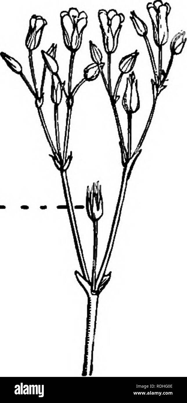 . Foundations of botany. Botany; Botany. ARRANGEMENT OE FLOWERS ON THE ...