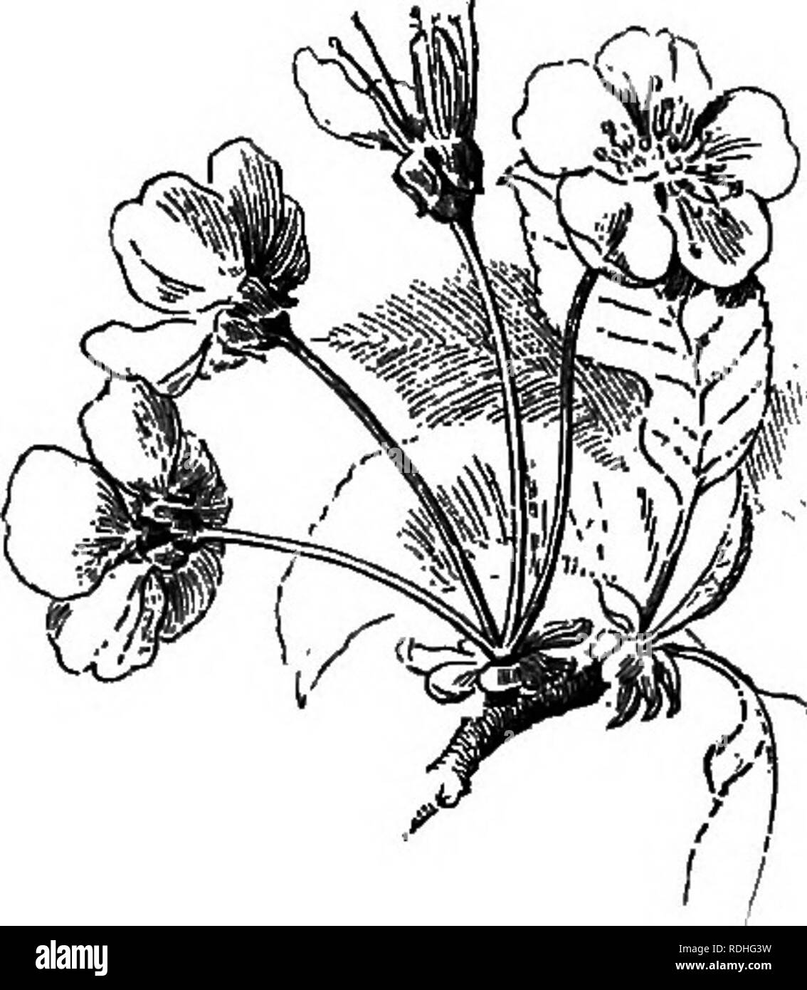 . Foundations of botany. Botany; Botany. ARRANGEMENT OF FLOWERS ON THE ...