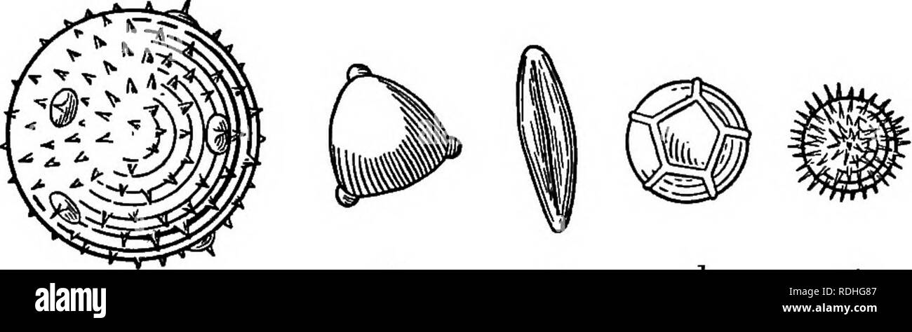 Pollen grain magnified Black and White Stock Photos & Images - Alamy