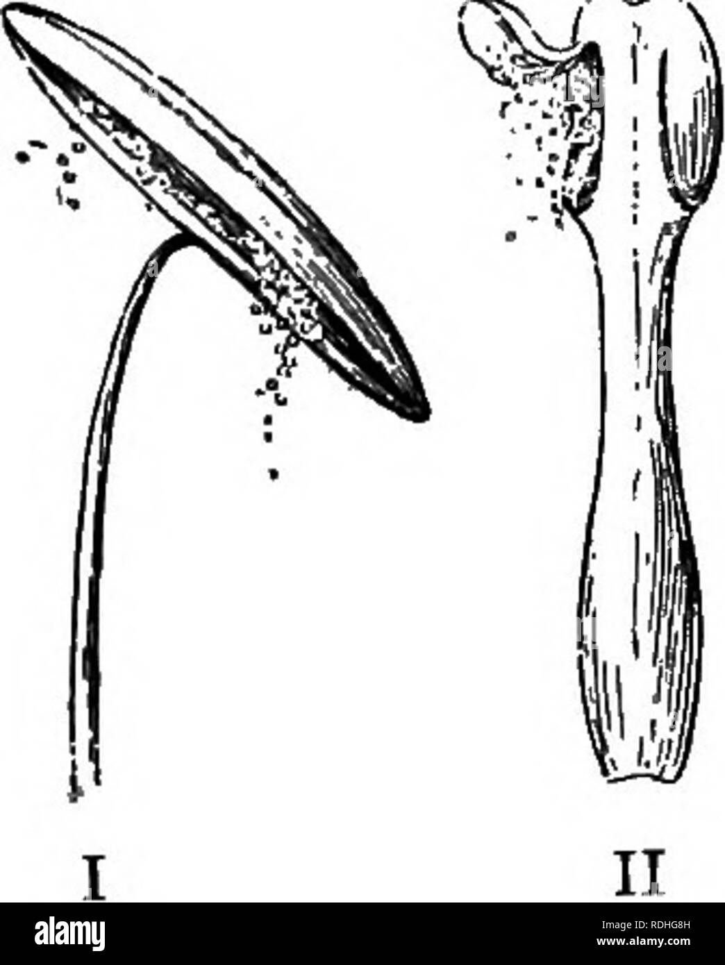 Four filament Black and White Stock Photos & Images - Alamy