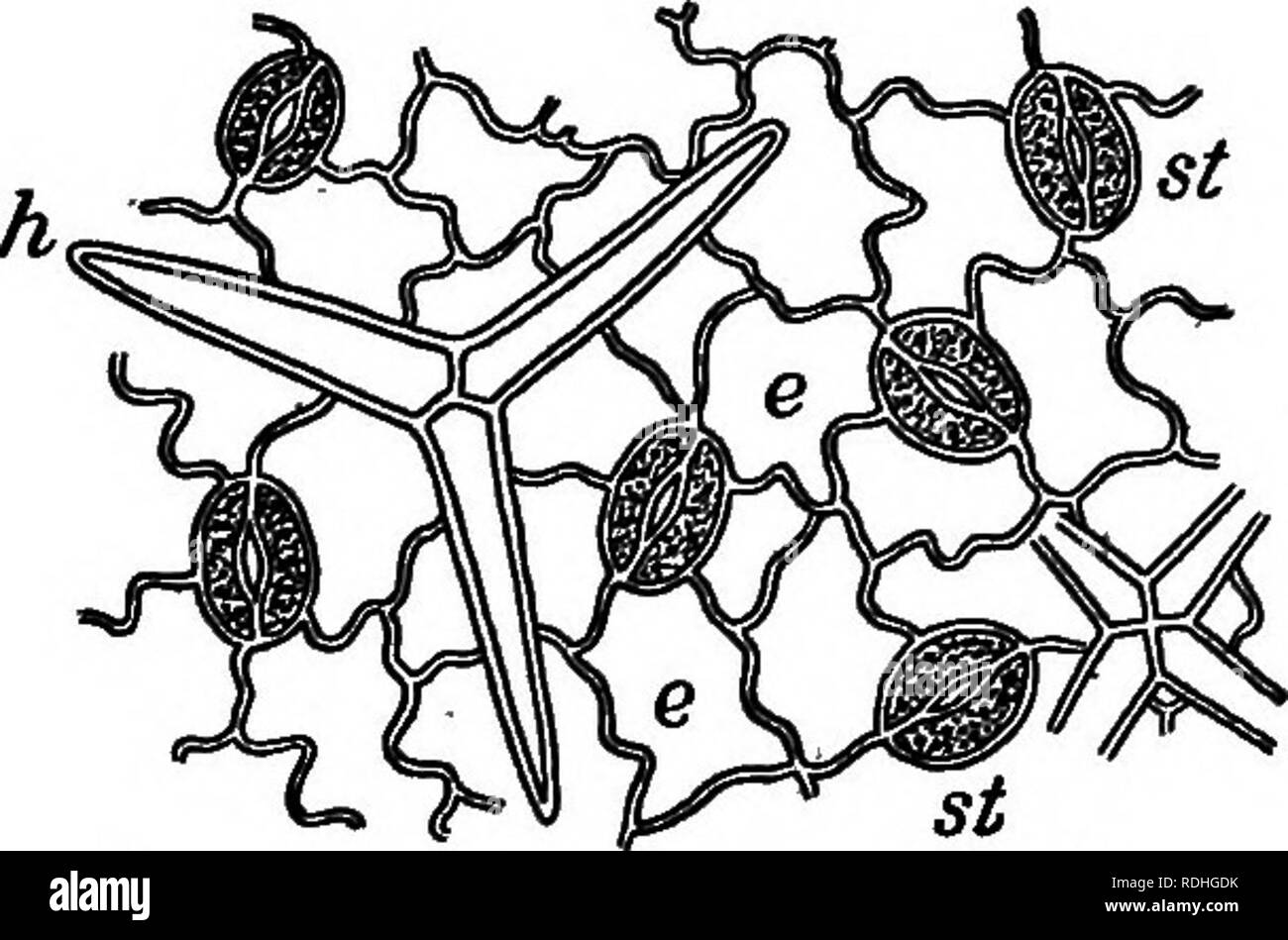 Leaf epidermis stomata micrograph hi-res stock photography and images ...