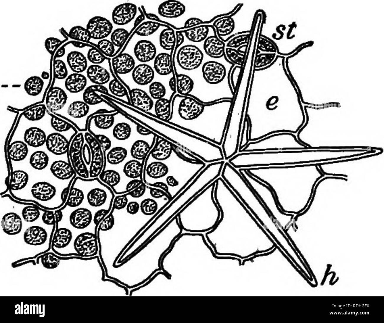 Leaf epidermis stomata micrograph hi-res stock photography and images ...