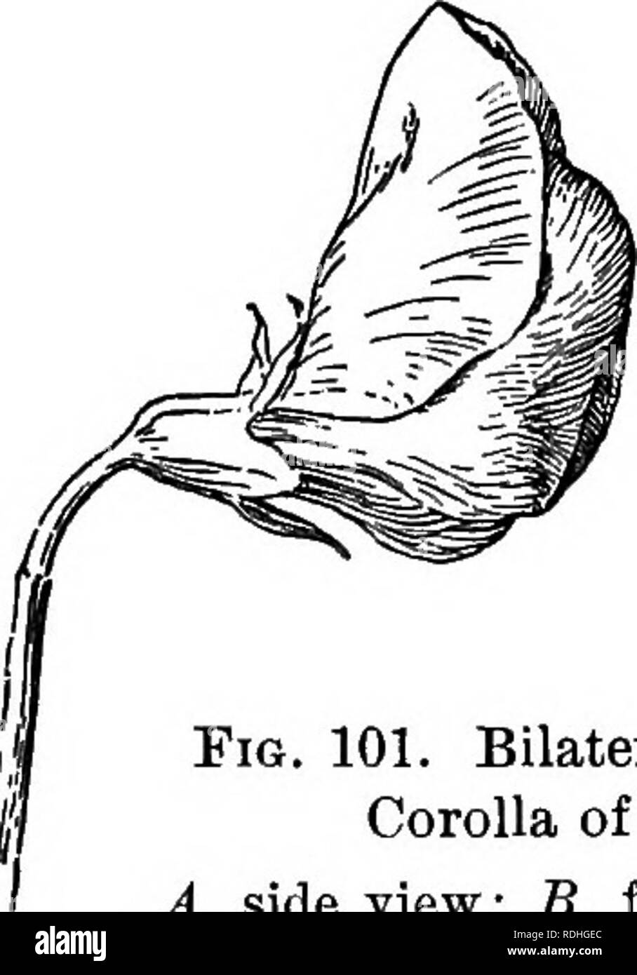 . Essentials of botany. Botany; Botany. 150 ESSENTIALS OF BOTANY Study ...