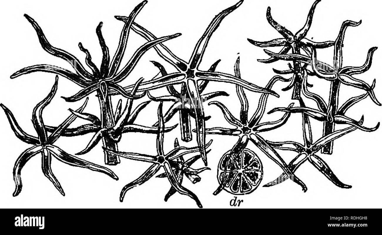 Primrose moth Black and White Stock Photos & Images - Alamy