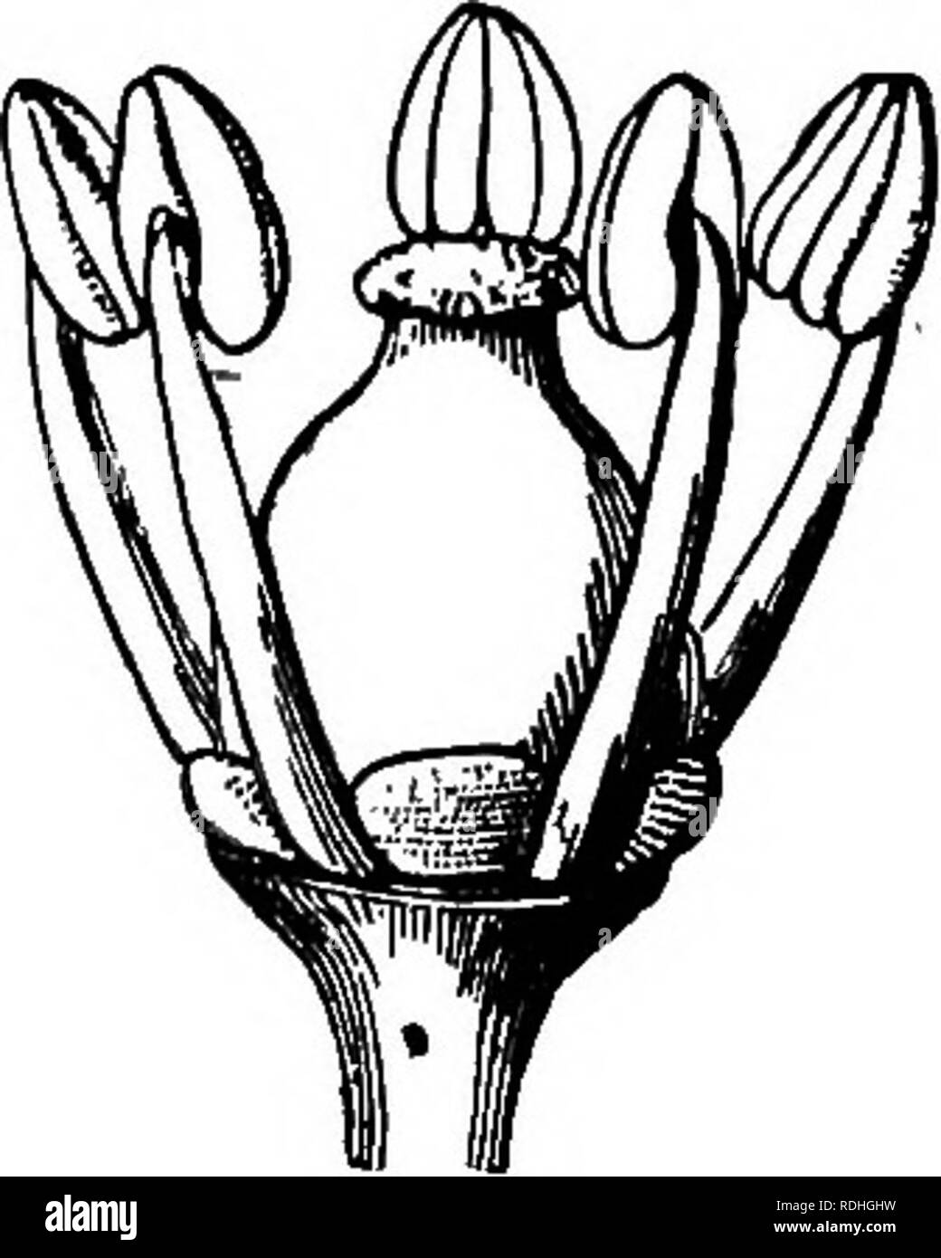 Nectar glands Black and White Stock Photos & Images - Alamy