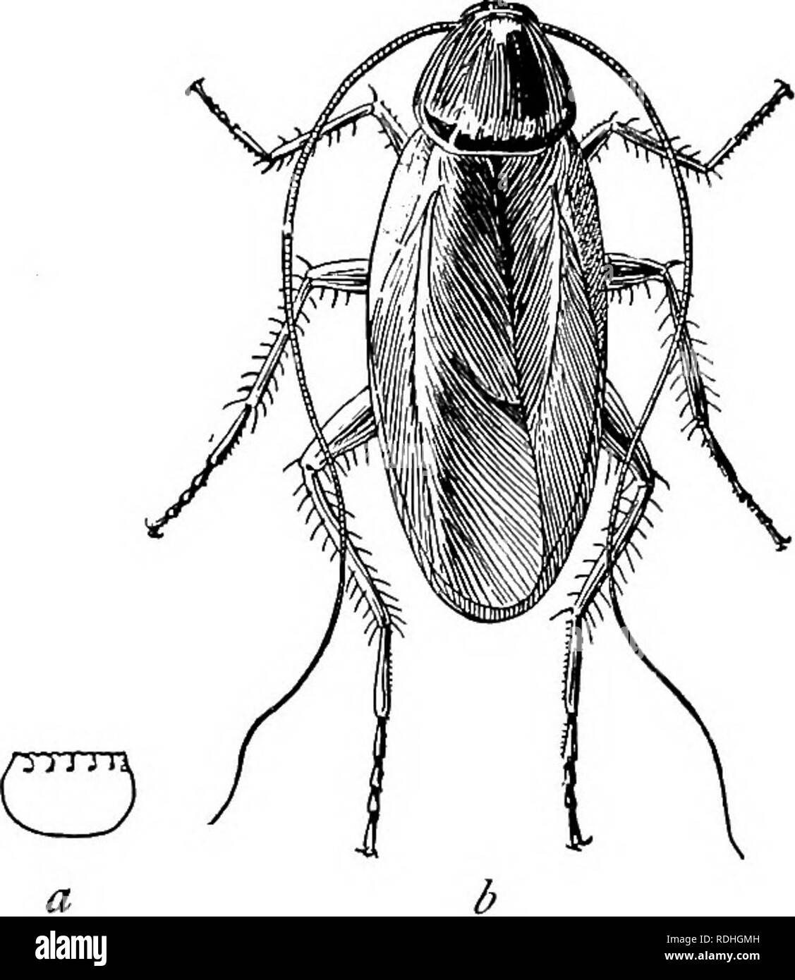 Masked hunter insect hi-res stock photography and images - Alamy