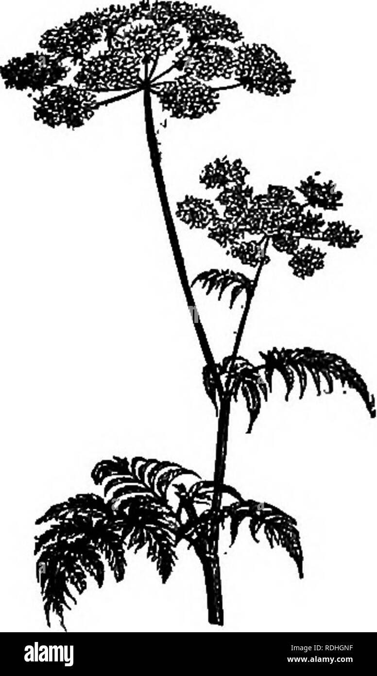 . Elements of botany. Botany; Botany. Pis. 111. — Panicle of Oat. Fig ...