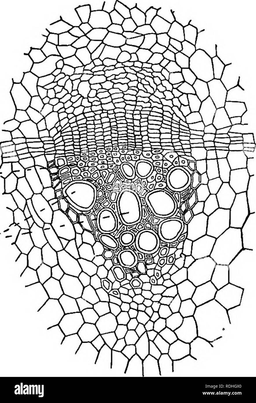 Elder lenticels stem Black and White Stock Photos & Images - Alamy