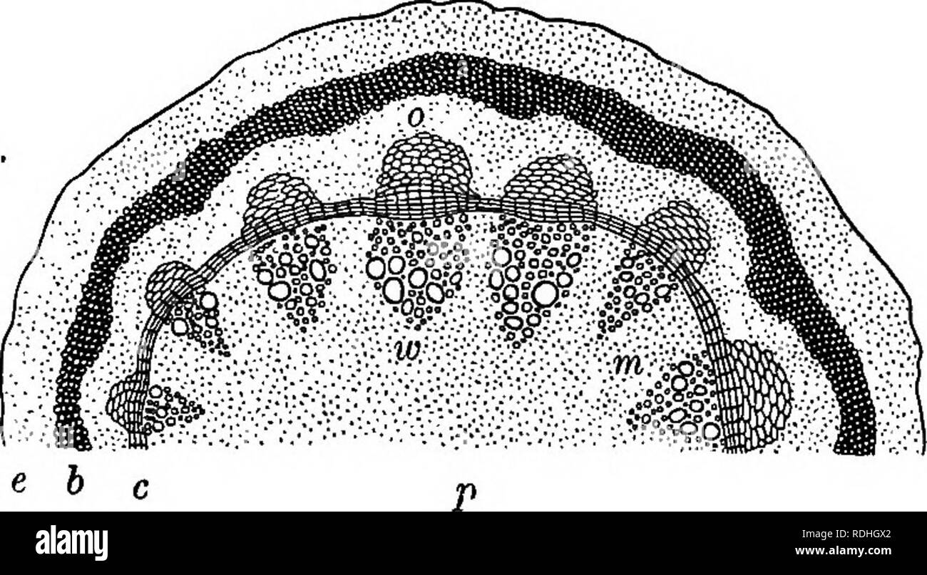 Woody stem cross section Black and White Stock Photos & Images - Alamy