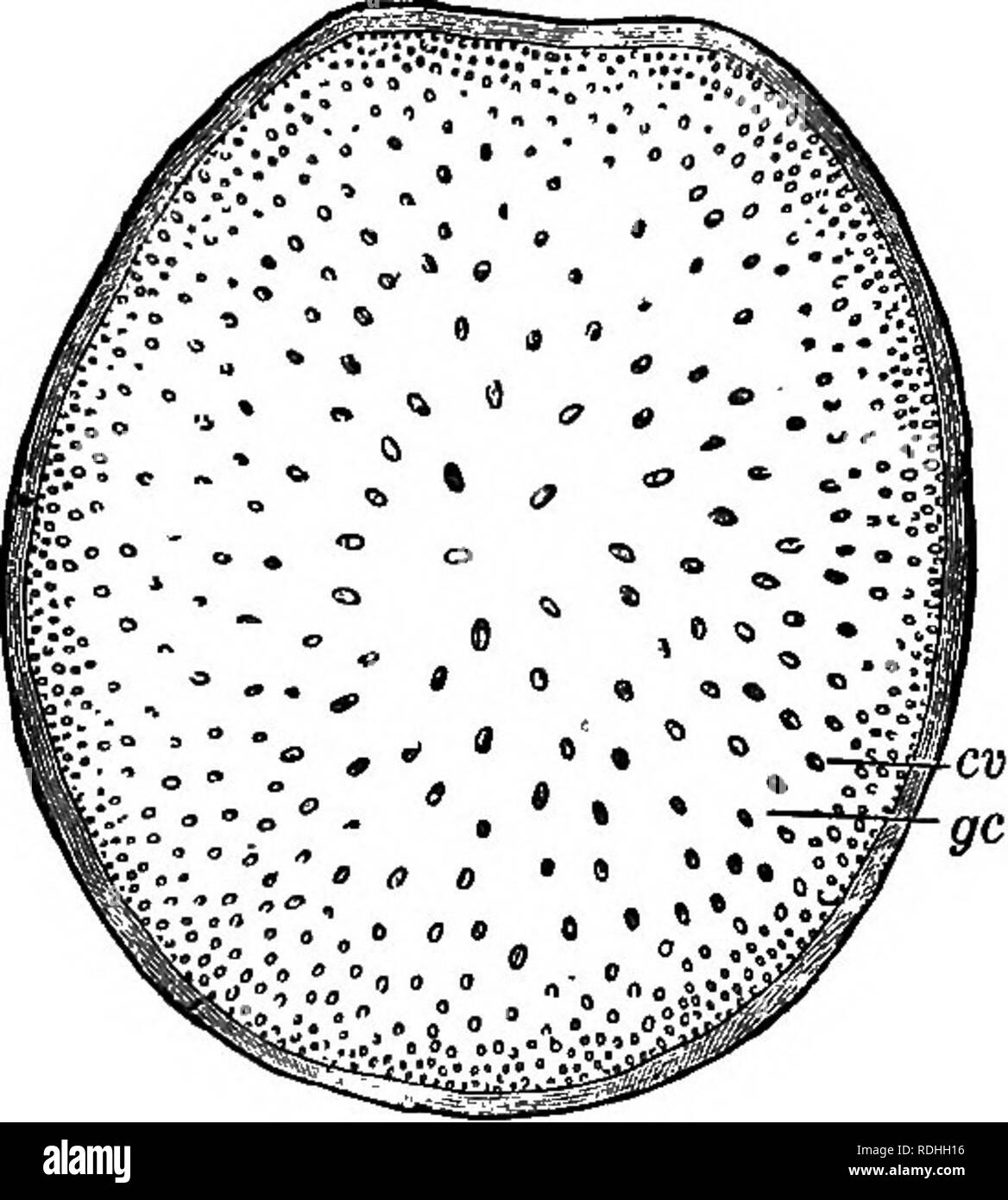 . Essentials of botany. Botany; Botany. CHAPTER VII STRUCTURE OF THE ...