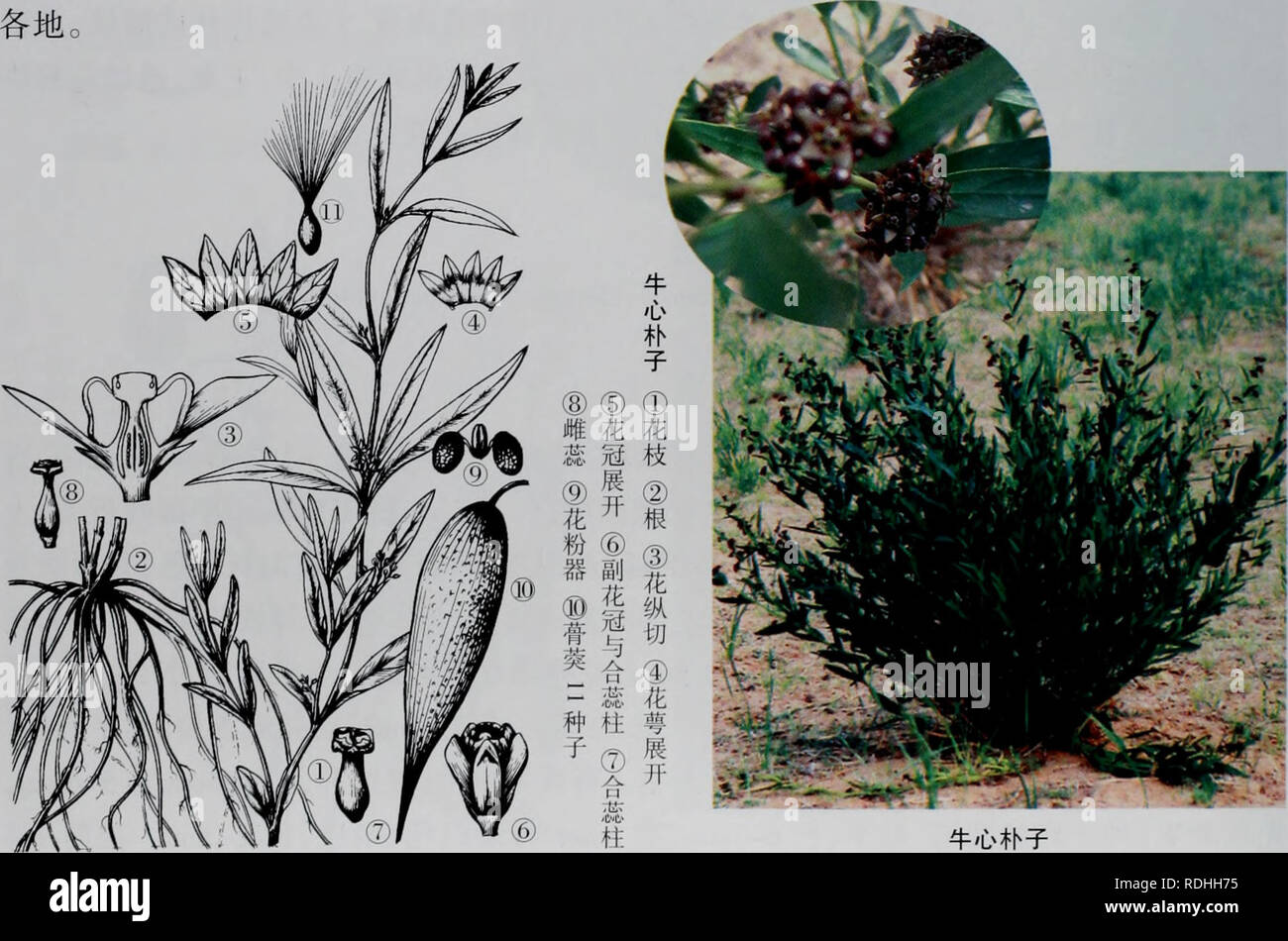 . e er duo si zhi wu zhi. botany. éå°å¤æ¯æ¤ç©å¿ æï¼ææ8-9æãæ¬åç§ä¸æ-£ç ...
