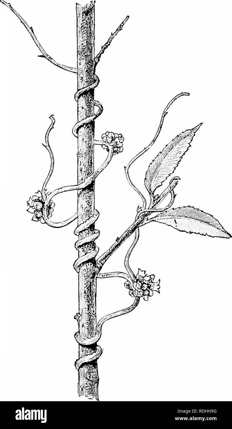 Wide spreading tree roots hi-res stock photography and images - Alamy