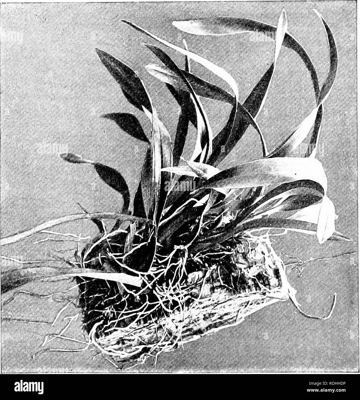 . Plant studies; an elementary botany. Botany. 98 PLAKT STUDIES Plants ...