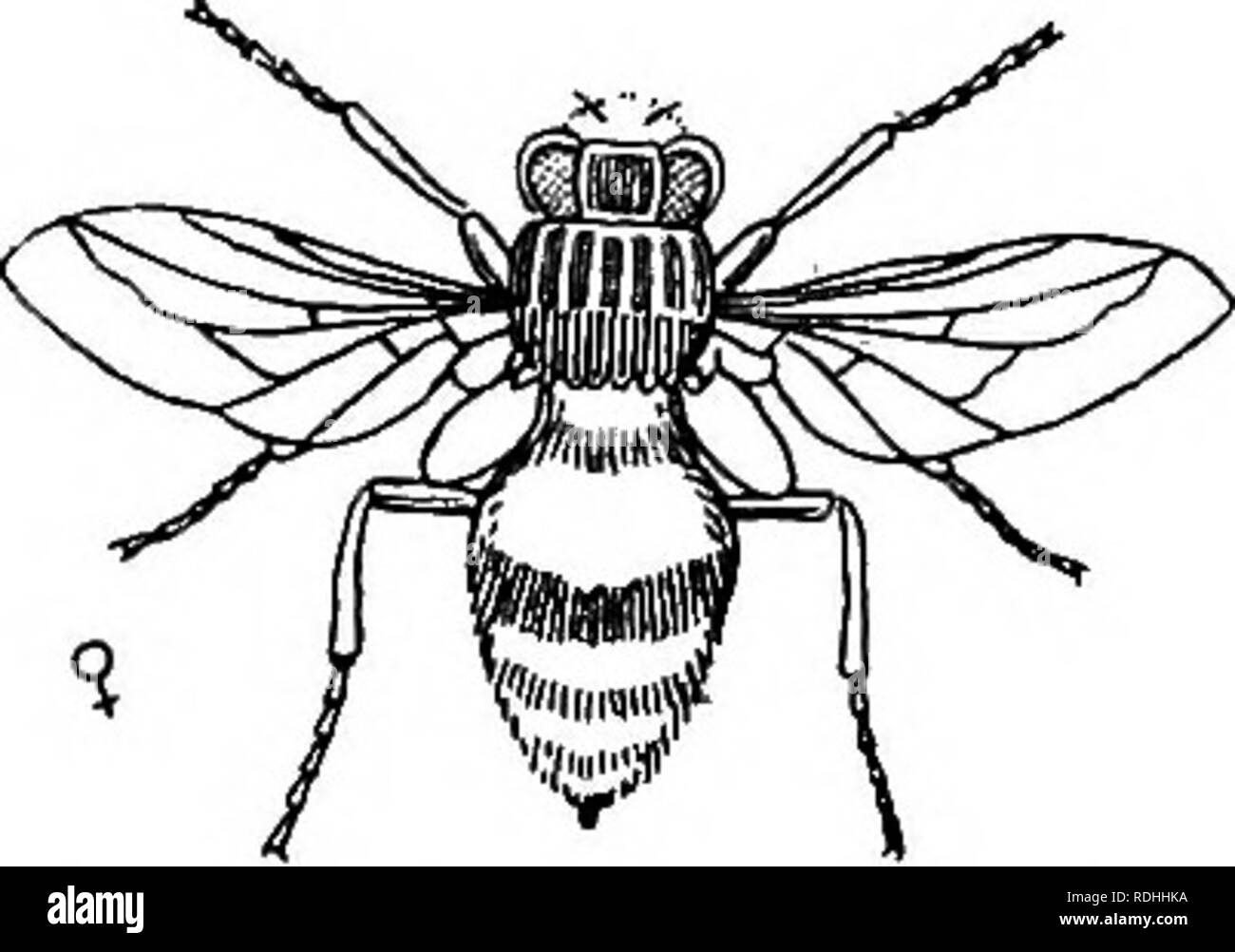 . Injurious and useful insects; an introduction to the study of ...