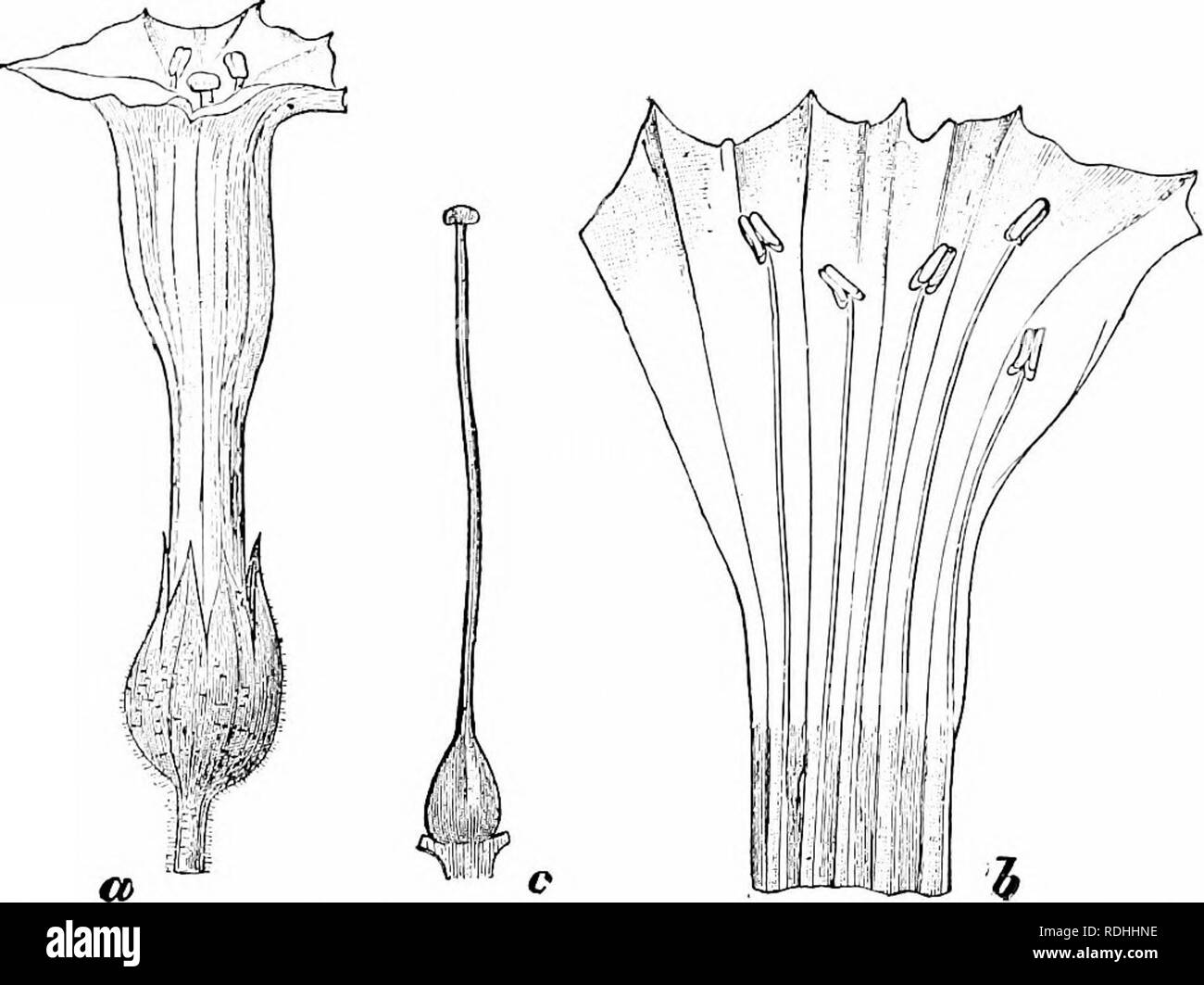 Split corolla Cut Out Stock Images & Pictures - Alamy