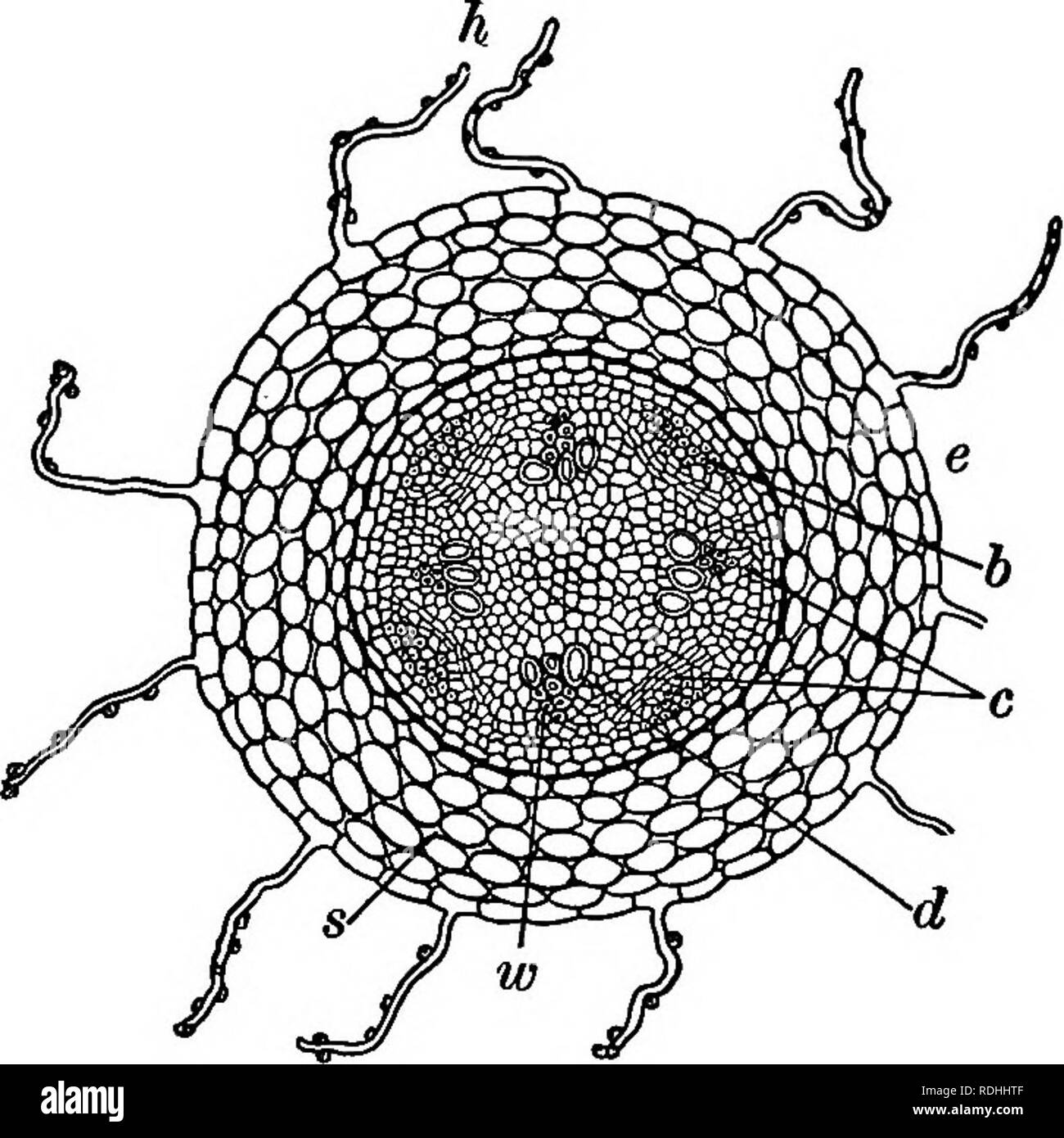 . Essentials of botany. Botany; Botany. ROOTS 37 The distinction ...